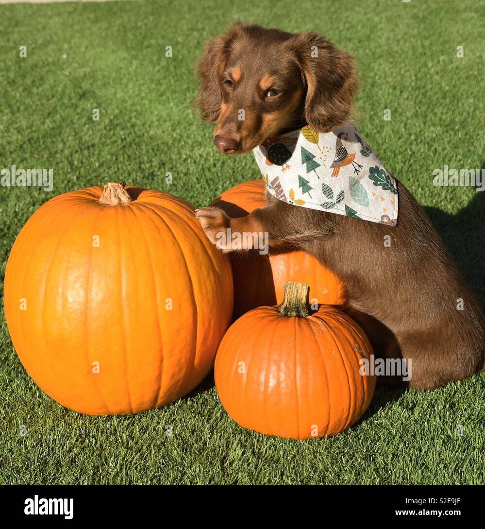 Happy wiener dog hi-res stock photography and images - Alamy