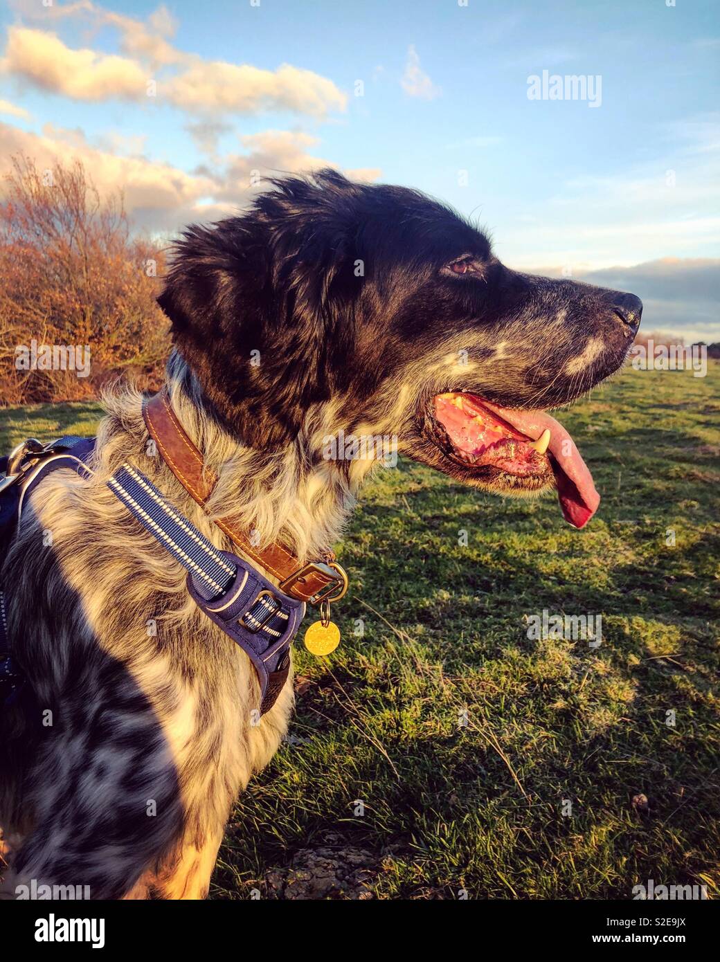 Working setter hi-res stock photography and images - Alamy