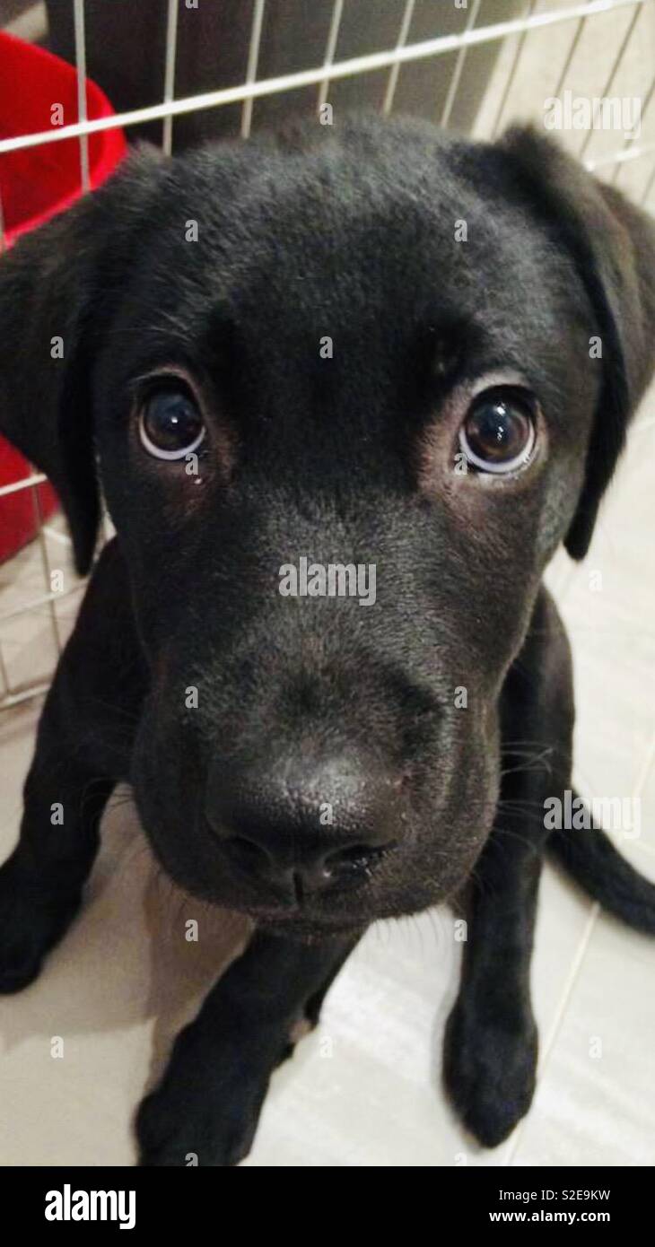 Guilty look dog hi-res stock photography and images - Alamy