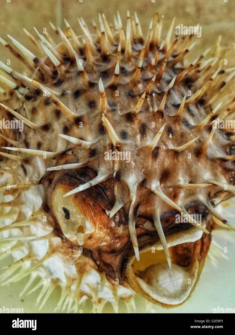 Pufferfish eyes hi-res stock photography and images - Alamy