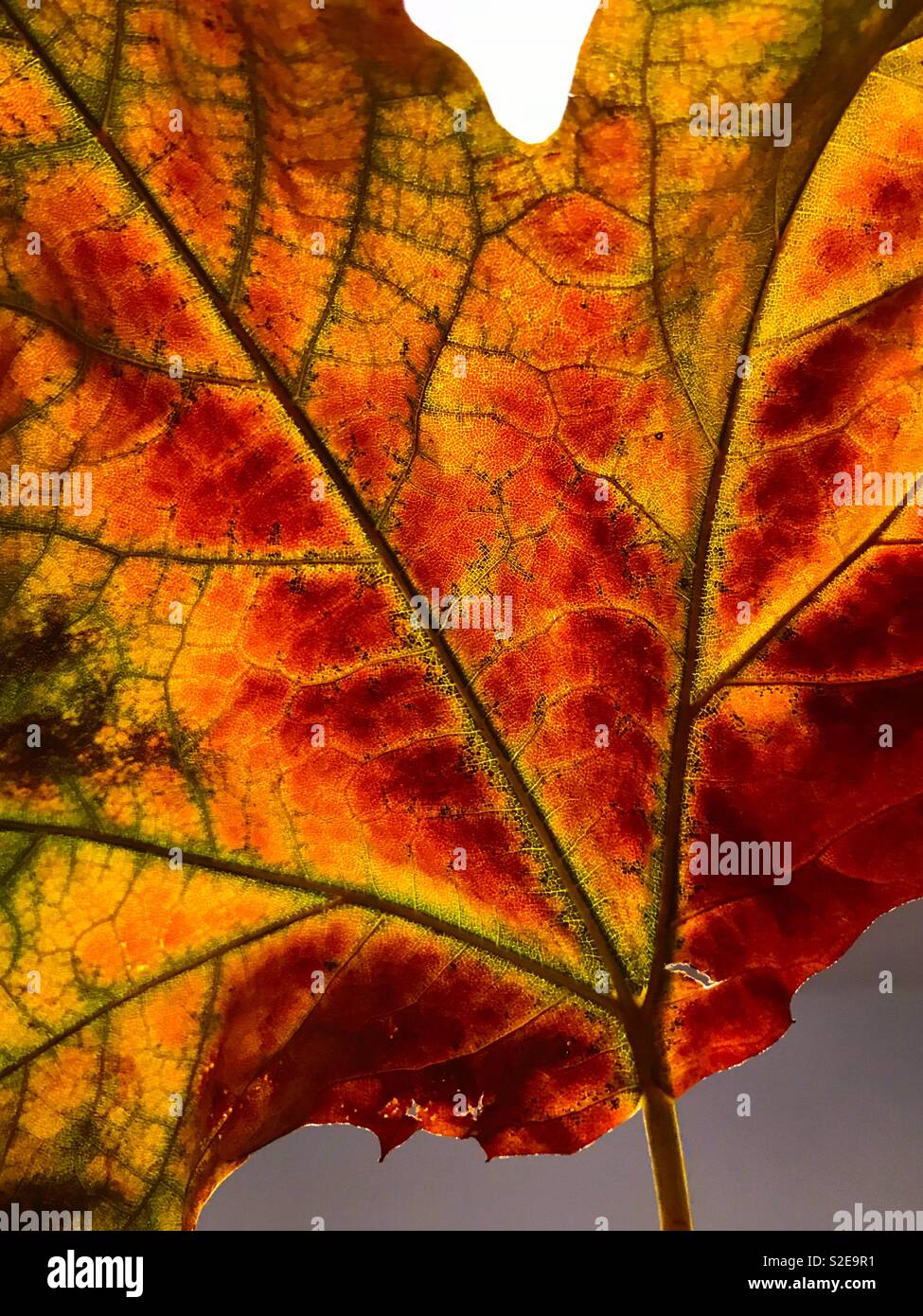 Fall leaf closeup Stock Photo - Alamy