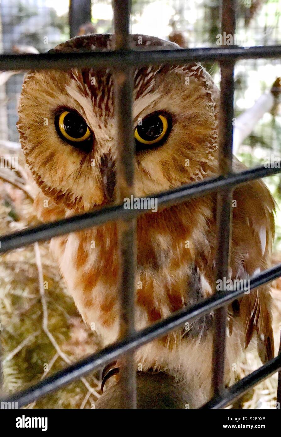 Huge bird cage hi-res stock photography and images - Alamy