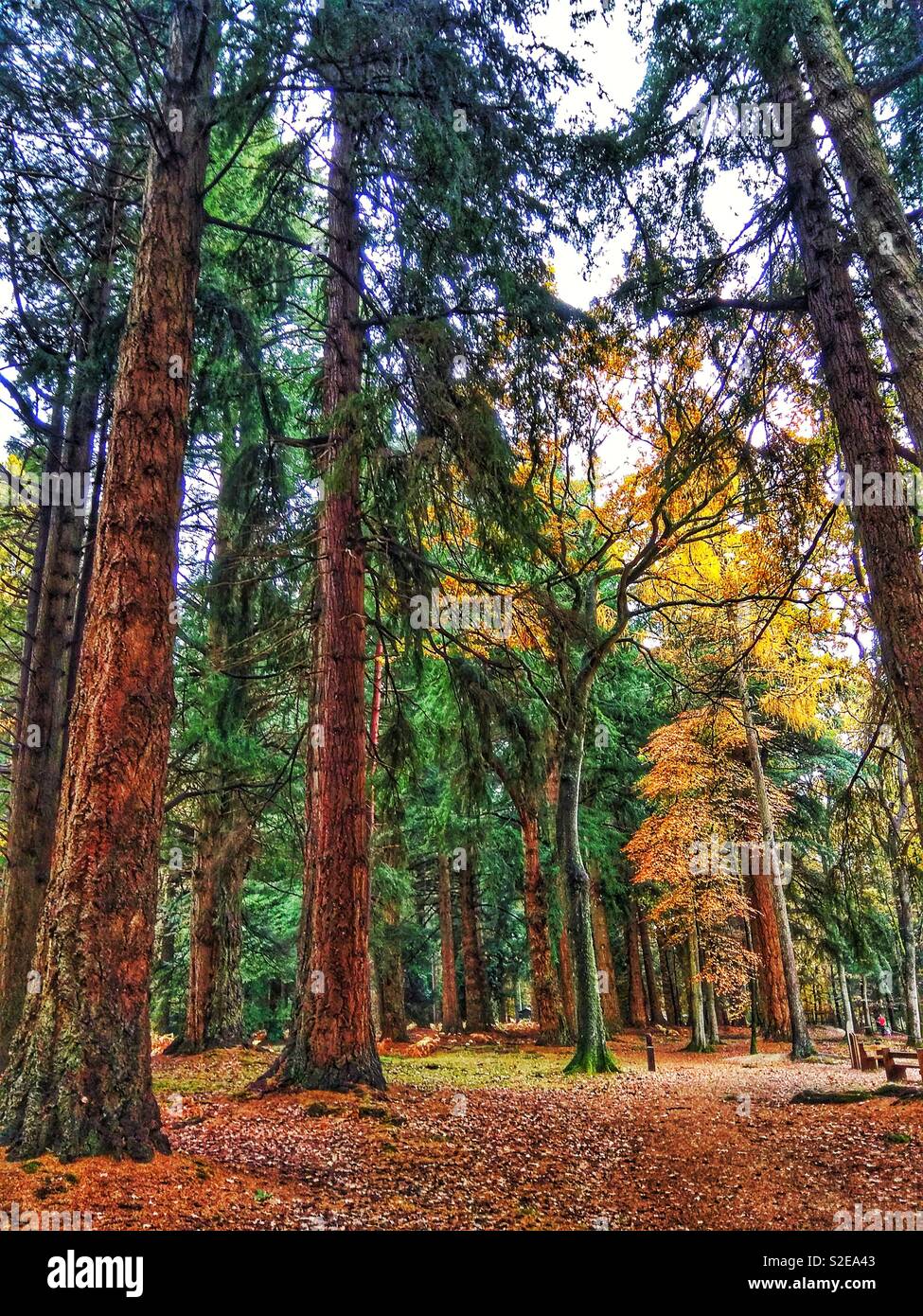 Tall Rainforest Trees