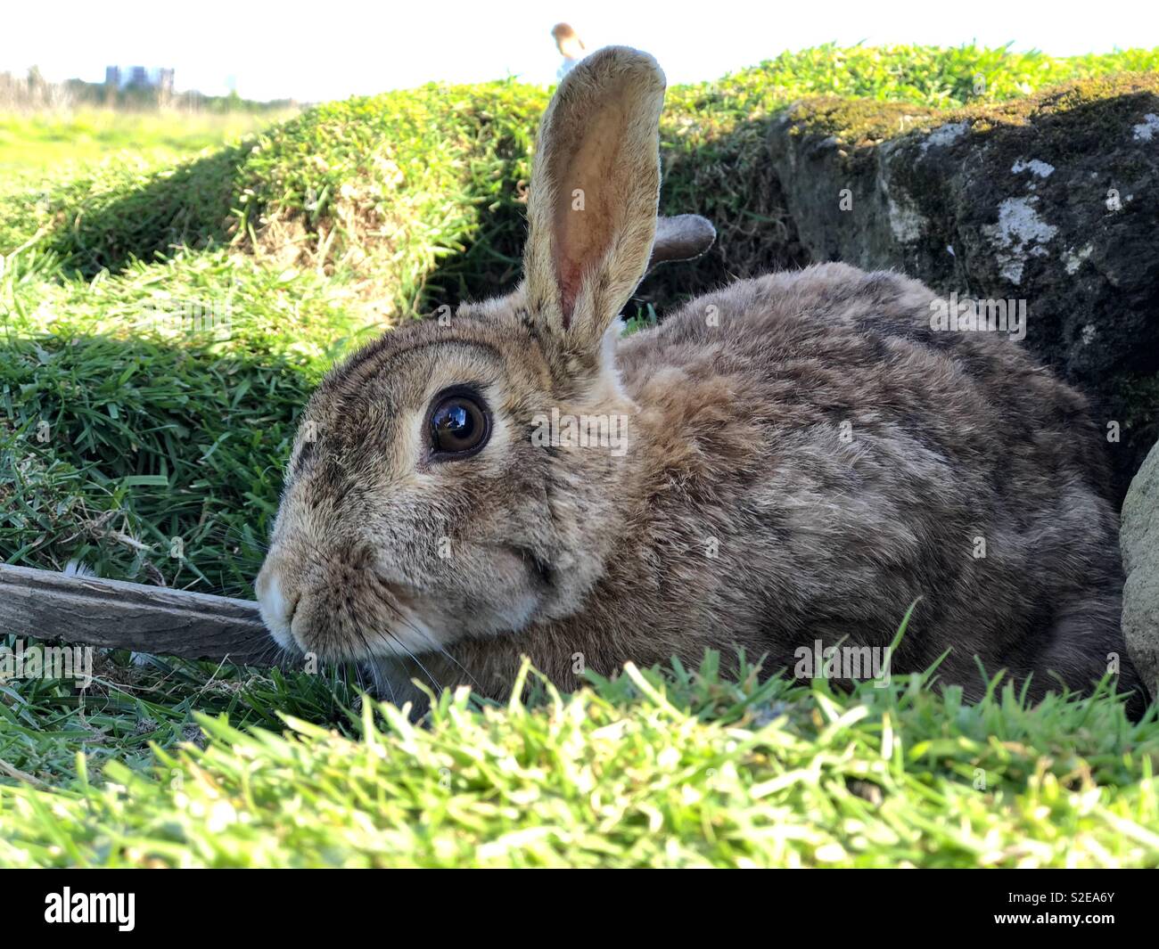 Wild bunny hi-res stock photography and images - Alamy
