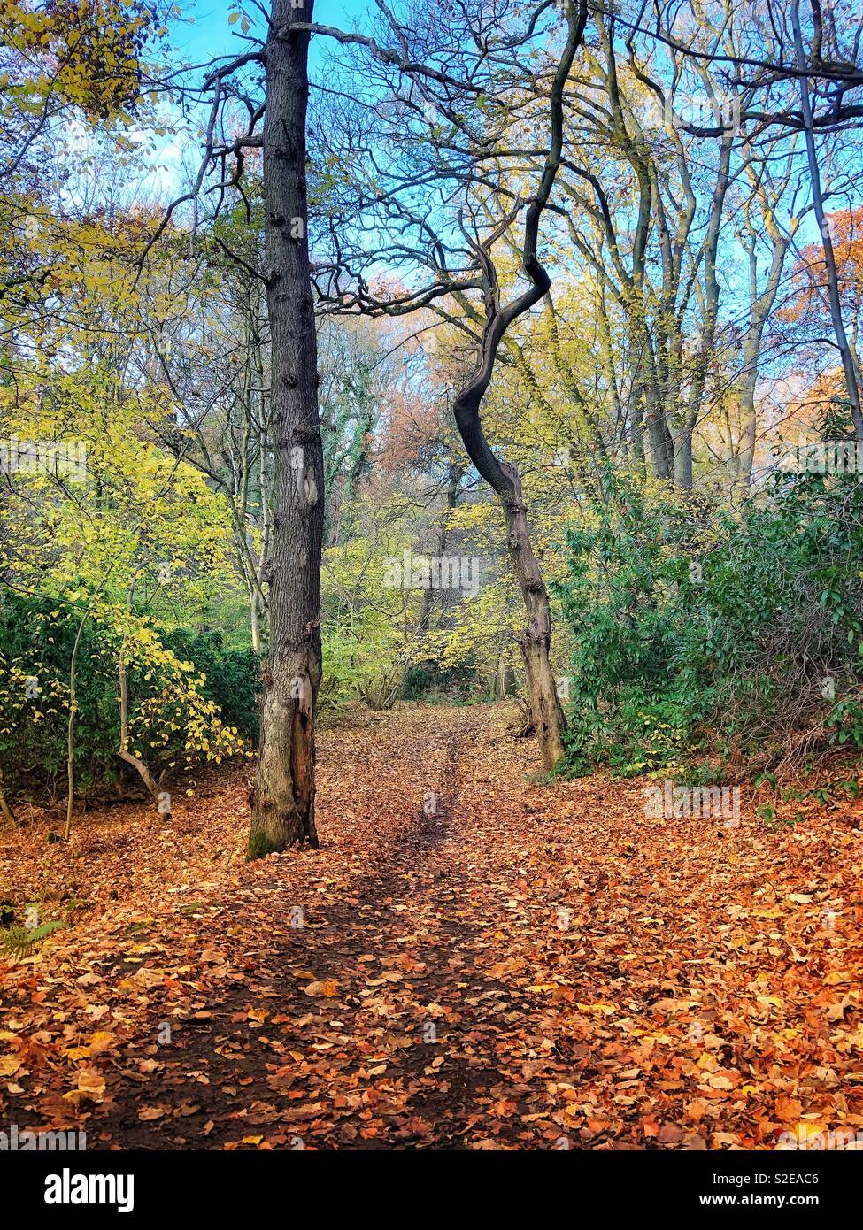 Romantic walk in the woods hi-res stock photography and images - Alamy