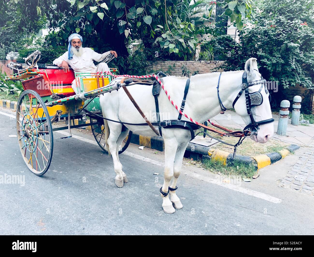 An old man with his beautiful white horse and horse carriage Stock ...