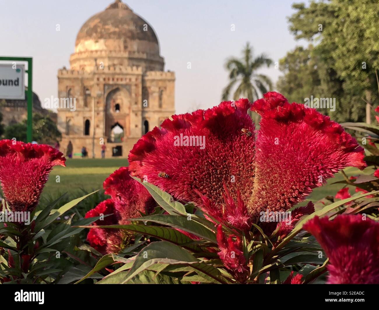 Compound flowers hi-res stock photography and images - Alamy