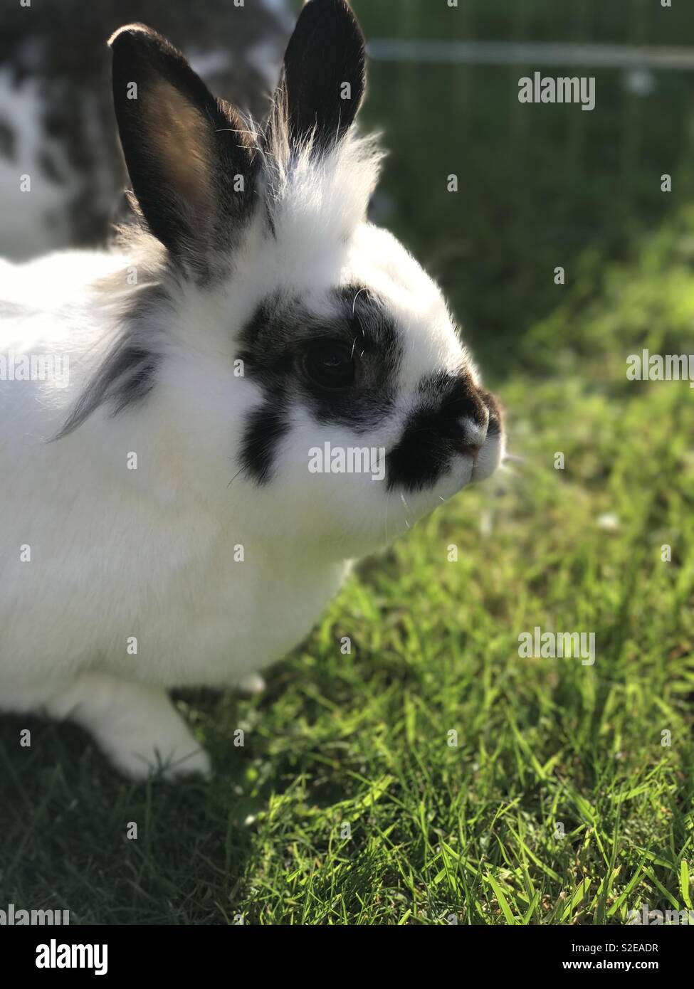 Rabbit sun hi-res stock photography and images - Alamy