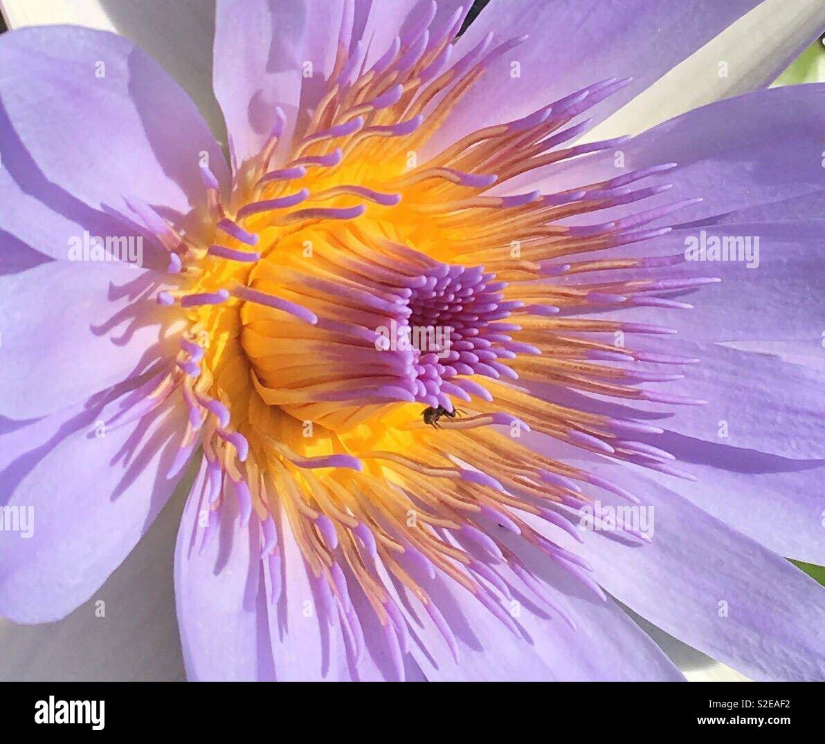Close up flower Stock Photo - Alamy