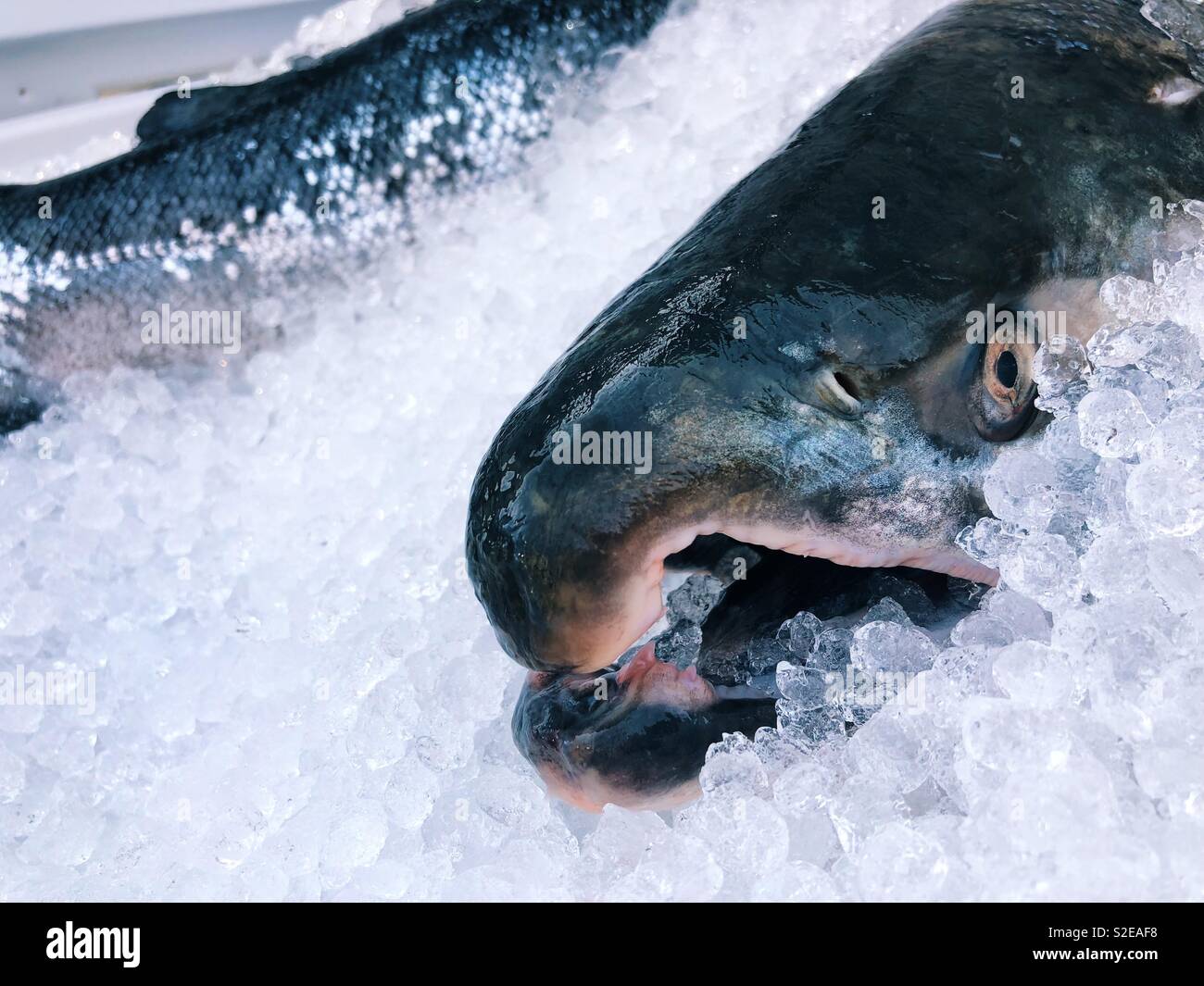 Salmon fish market hi-res stock photography and images - Alamy