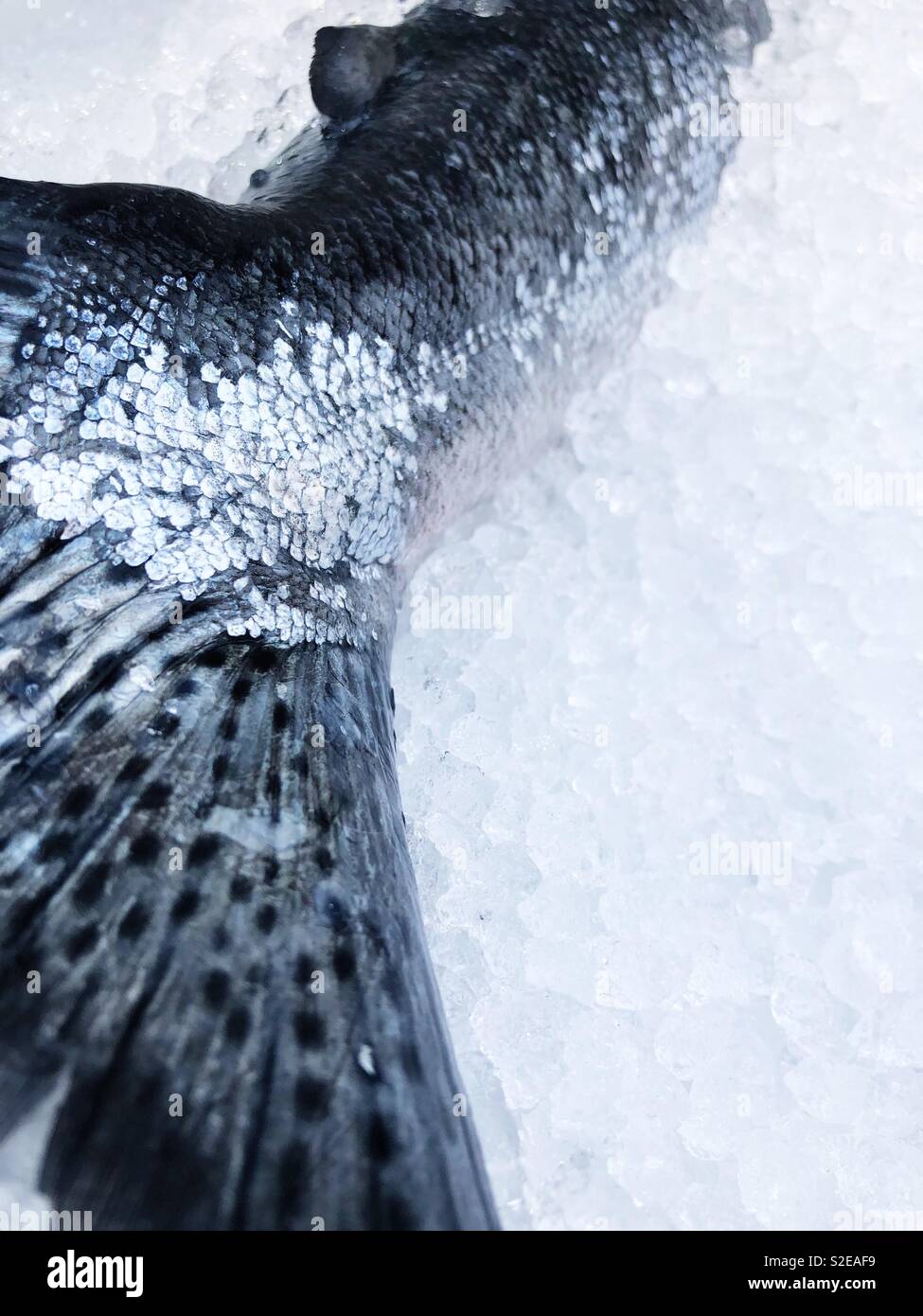 Fish tail hi-res stock photography and images - Alamy