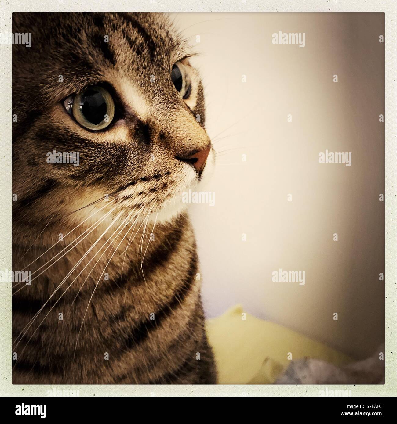 Close up tabby profile hi-res stock photography and images - Alamy