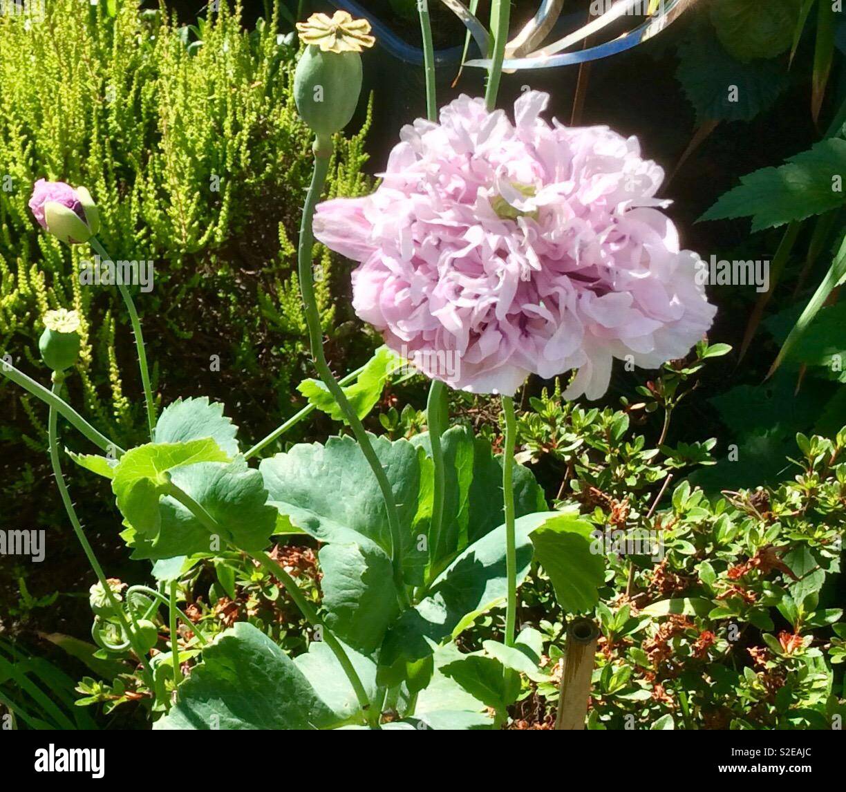 Peony poppy hi-res stock photography and images - Alamy