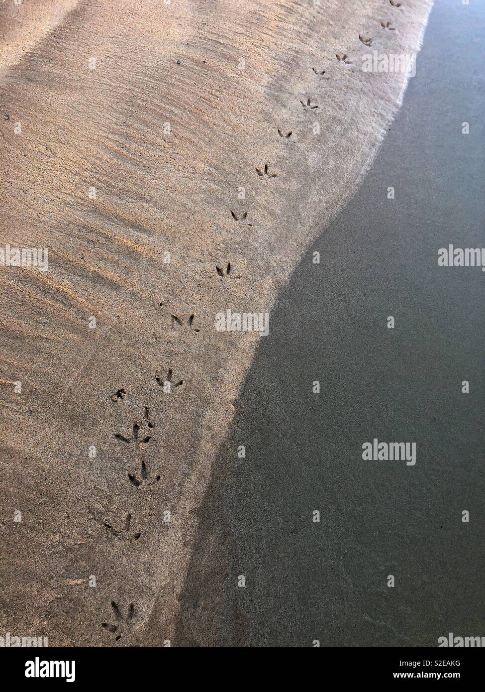 Bird footprints in sand alongside a tidal pool, Cornwall, October Stock ...