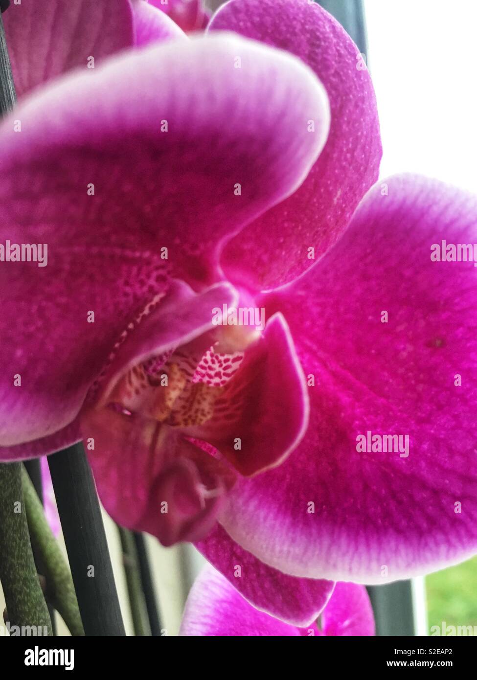 Close up of an orchid Stock Photo - Alamy