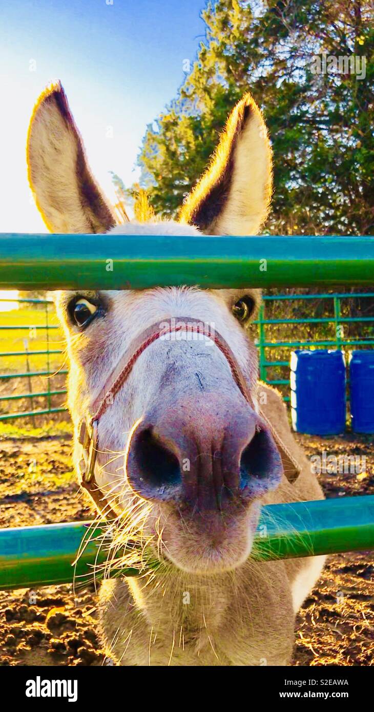Donkey farm animal hi-res stock photography and images - Alamy