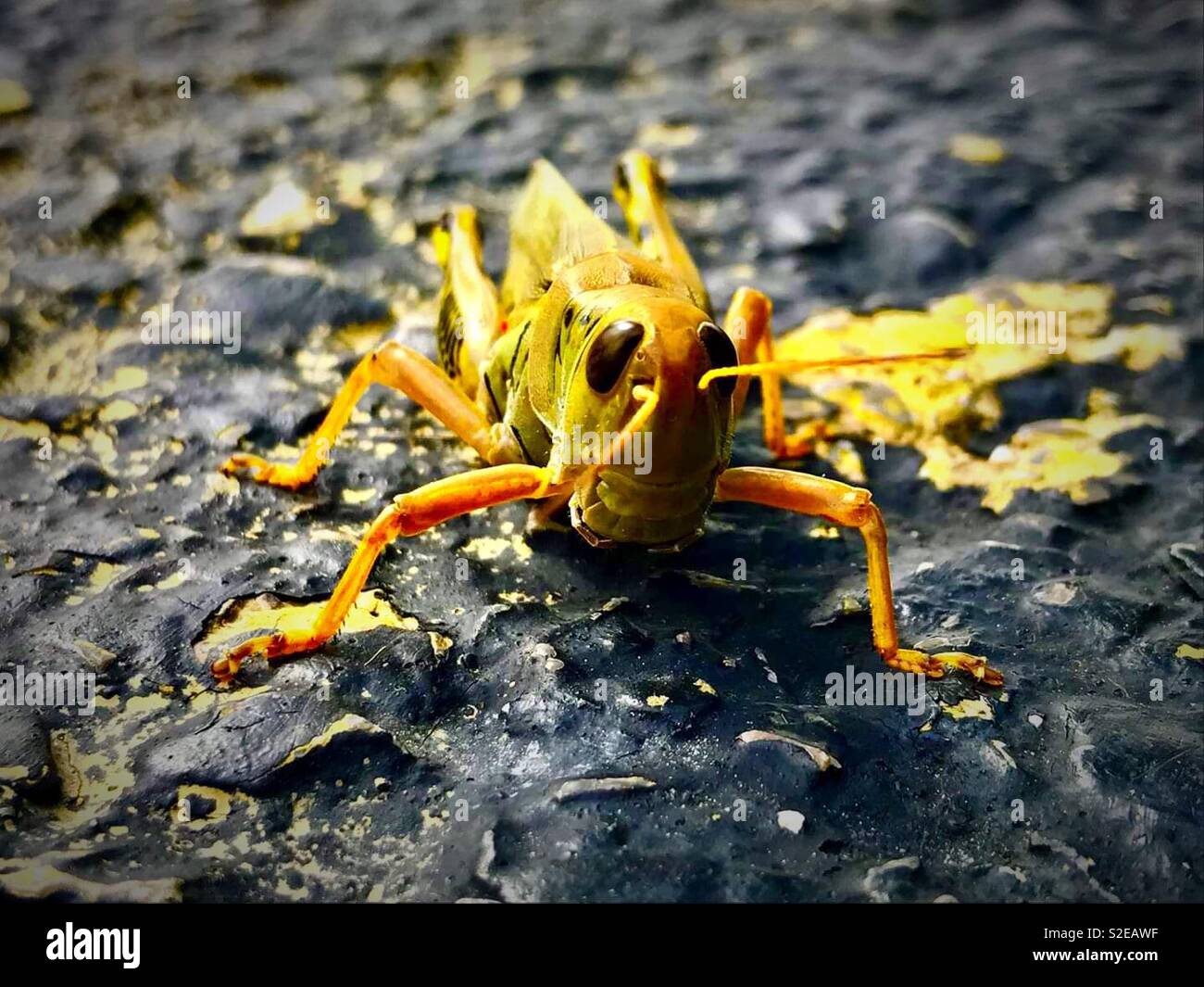 Locust insect hi-res stock photography and images - Alamy