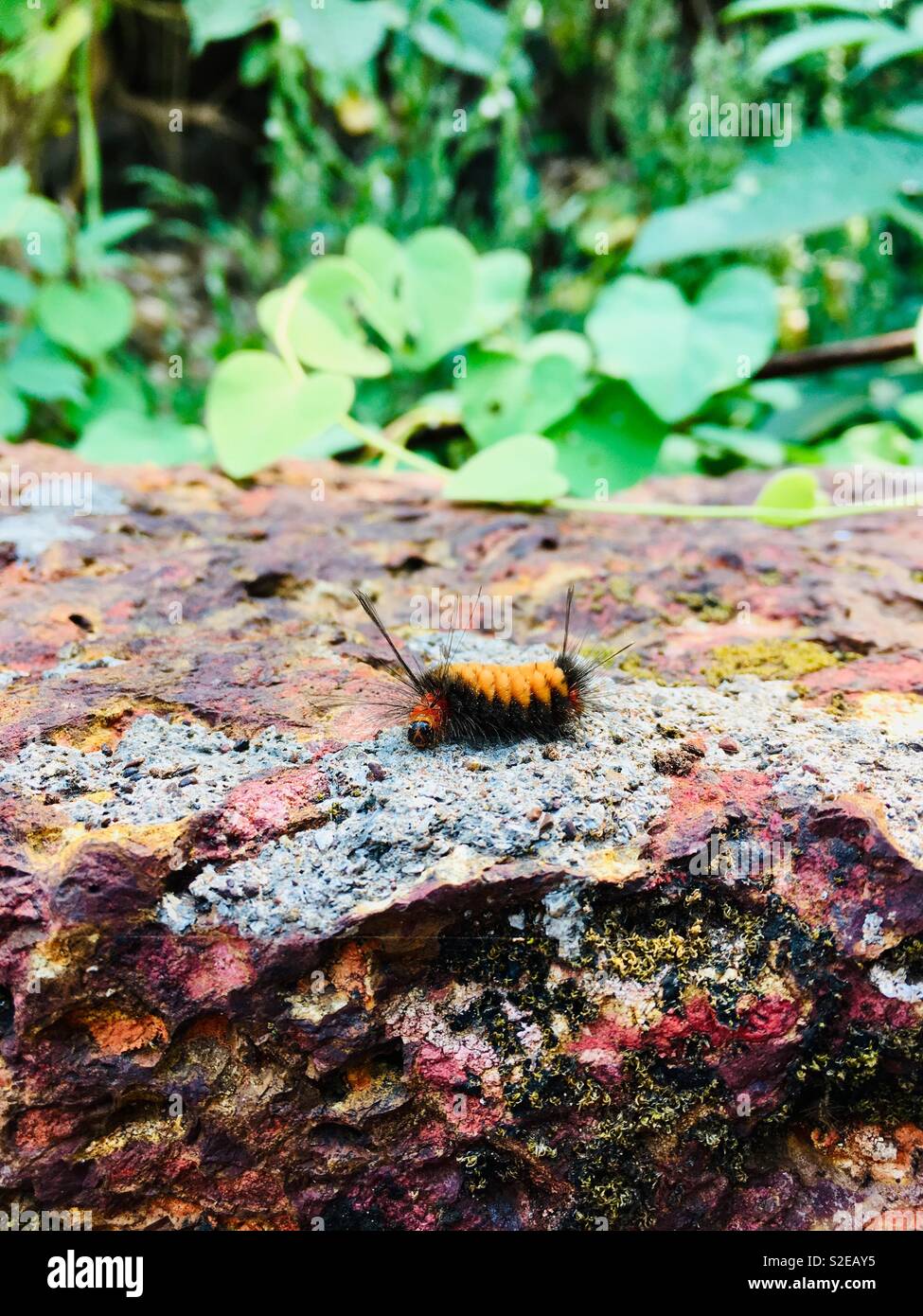 Rare caterpillar hi-res stock photography and images - Alamy