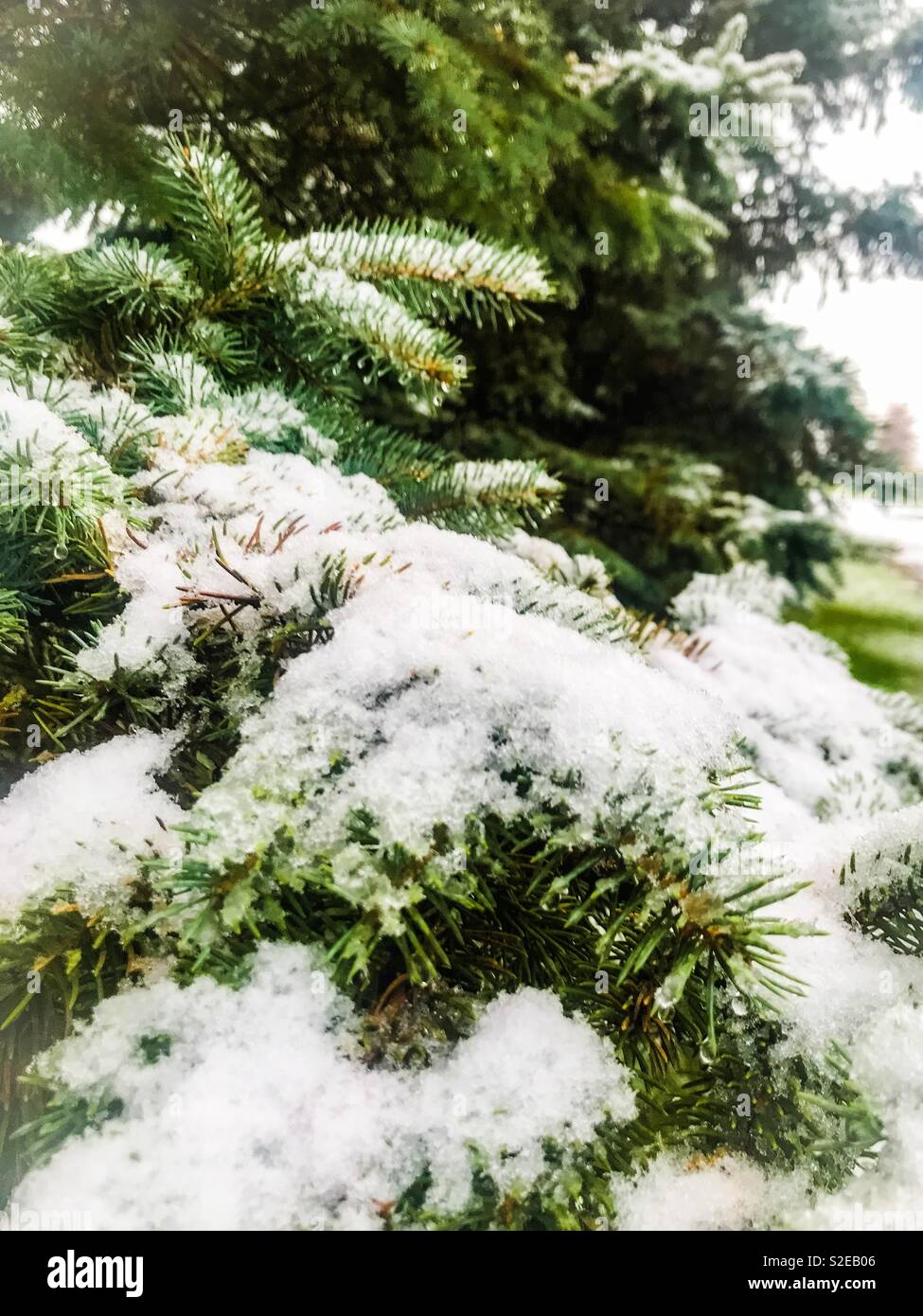 FROSTY SNOW ON A PINE TREE Stock Photo - Alamy