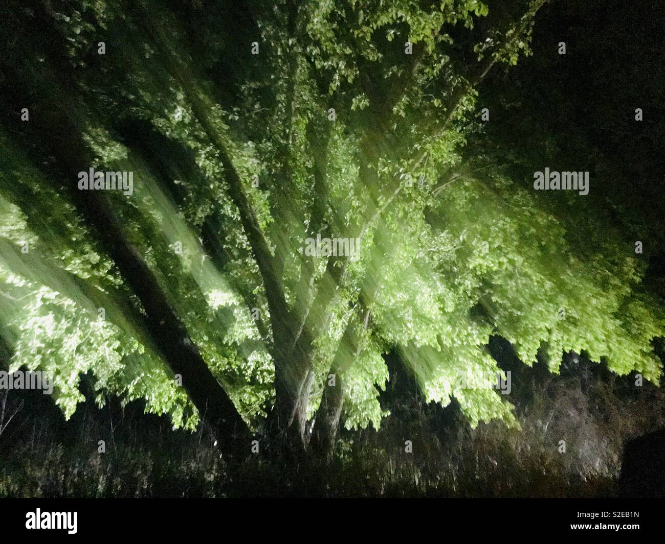 Tree light hi-res stock photography and images - Alamy