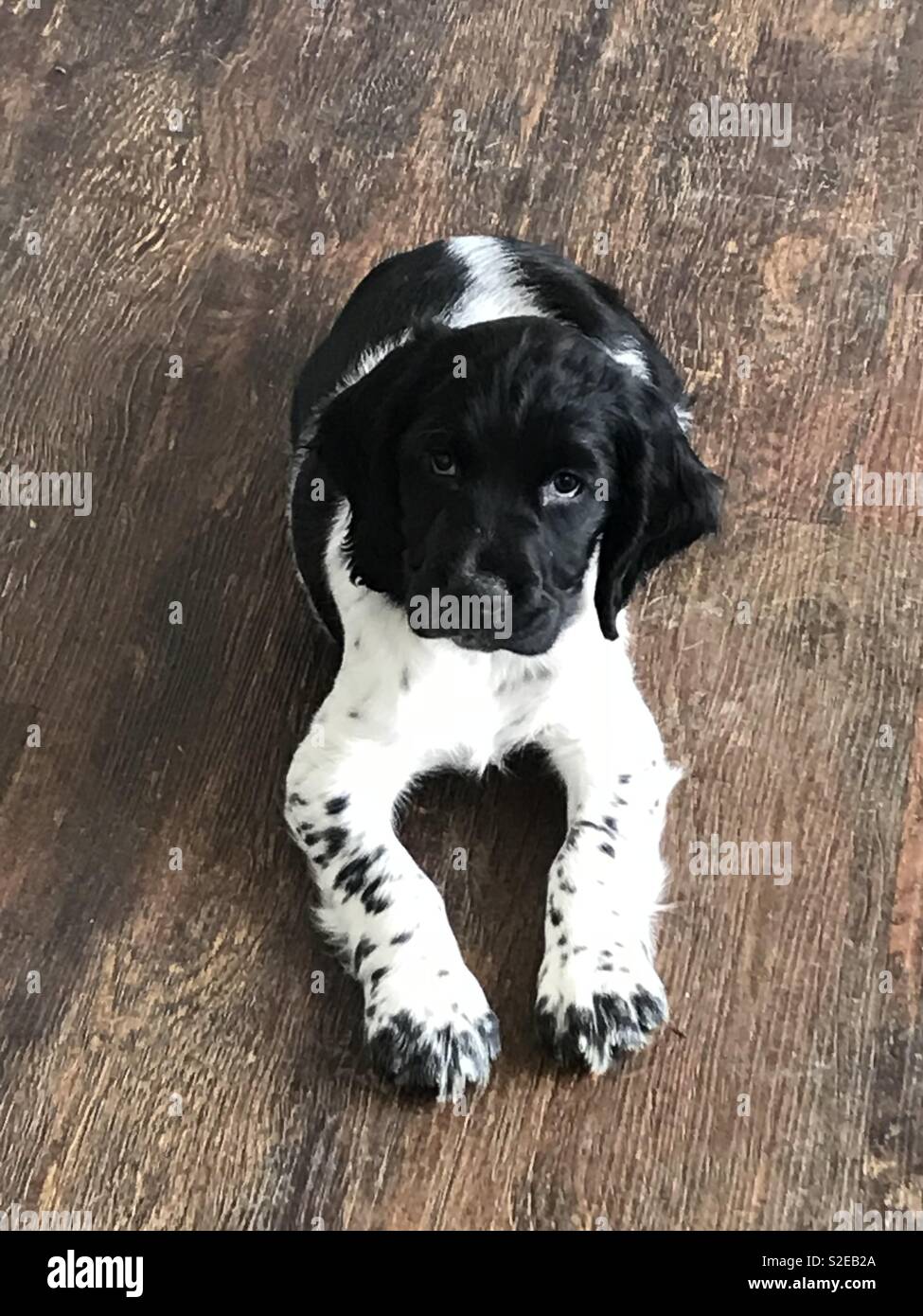 Black and white springer spaniel hi-res stock photography and images ...