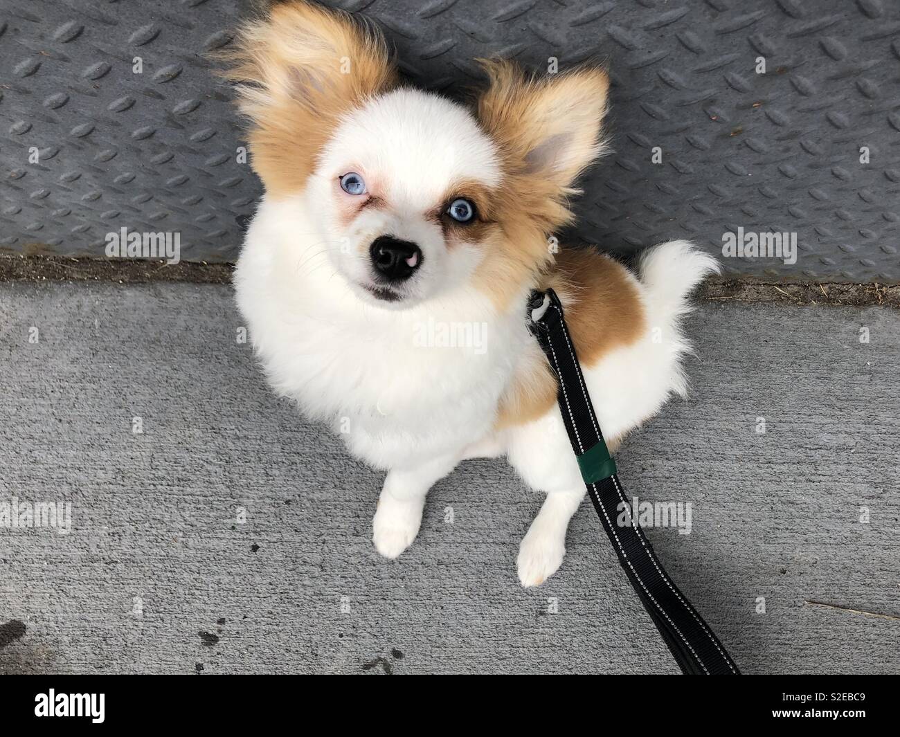 Shug hi-res stock photography and images - Alamy