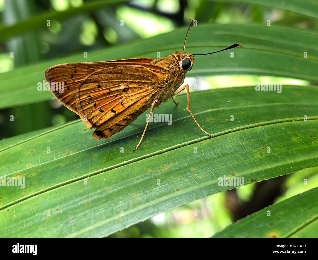 Yellow palm dart butterfly hi-res stock photography and images - Alamy