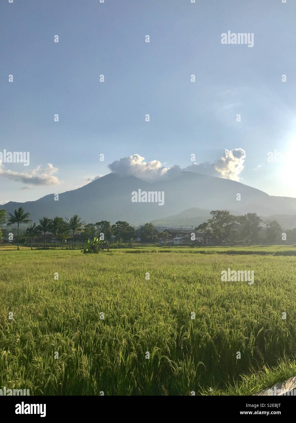 Paddy field and mountain hi-res stock photography and images - Alamy