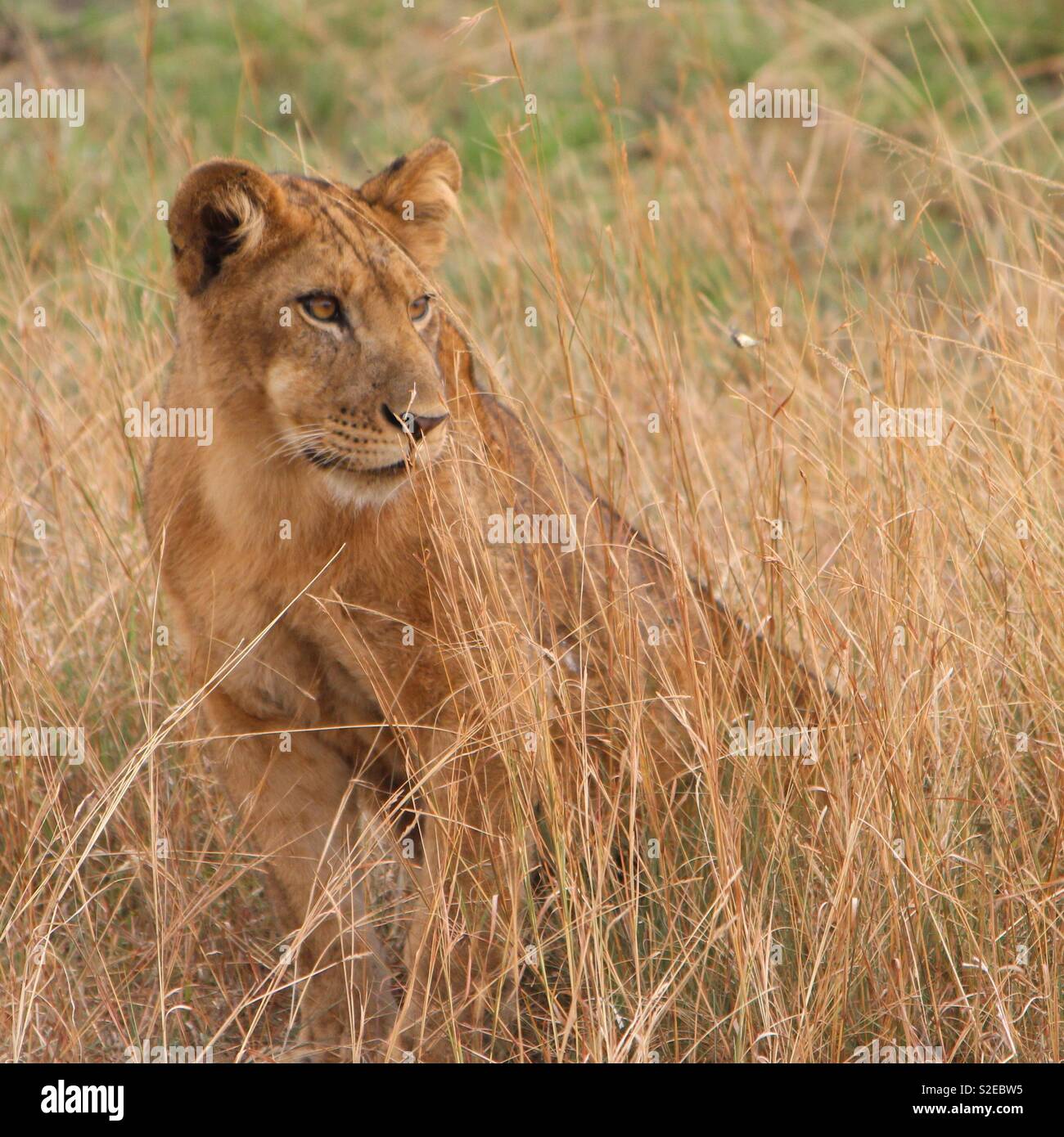 Butterfly lion hi-res stock photography and images - Alamy
