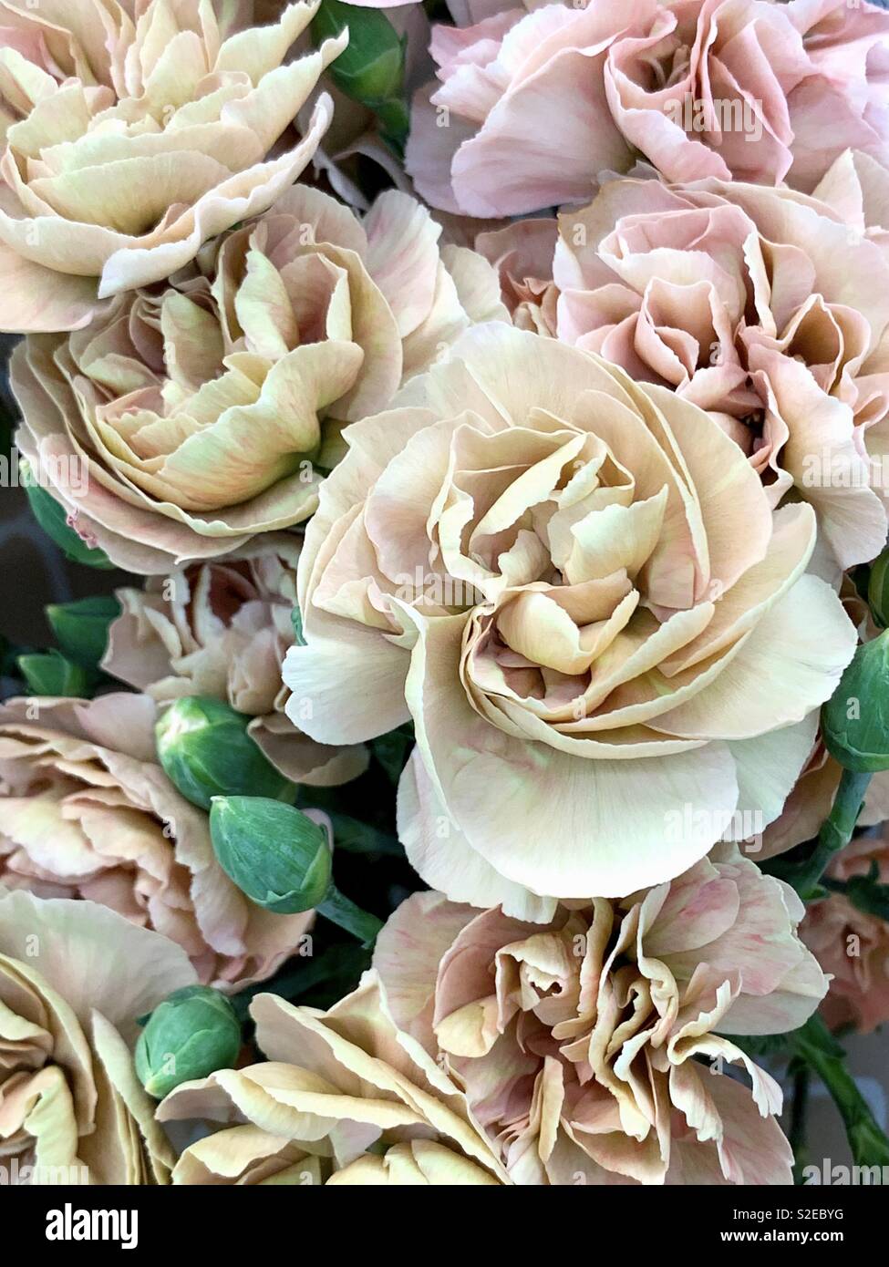 A delightful bunch of earth toned and pastel shade Flamenco roses in ...