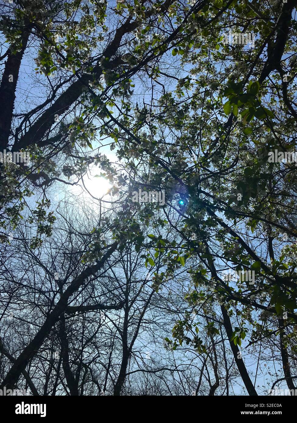 Sun through trees looking up hi-res stock photography and images - Alamy
