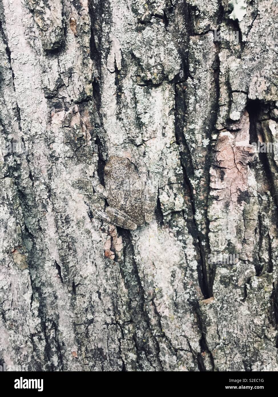 Camouflaged tree frog Stock Photo - Alamy