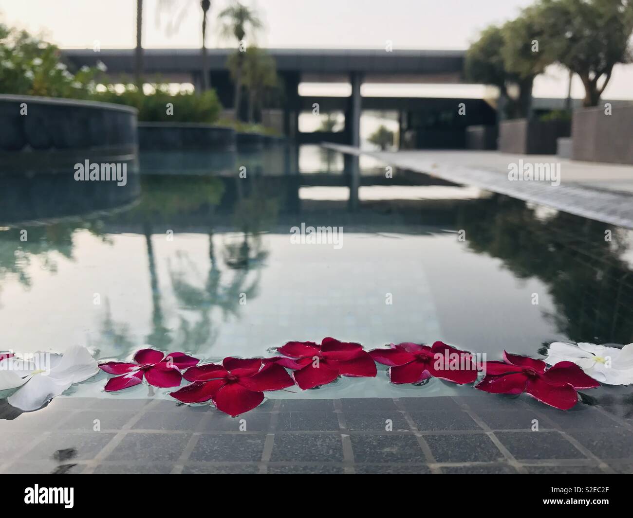 Flowers floating in a fountain Stock Photo - Alamy