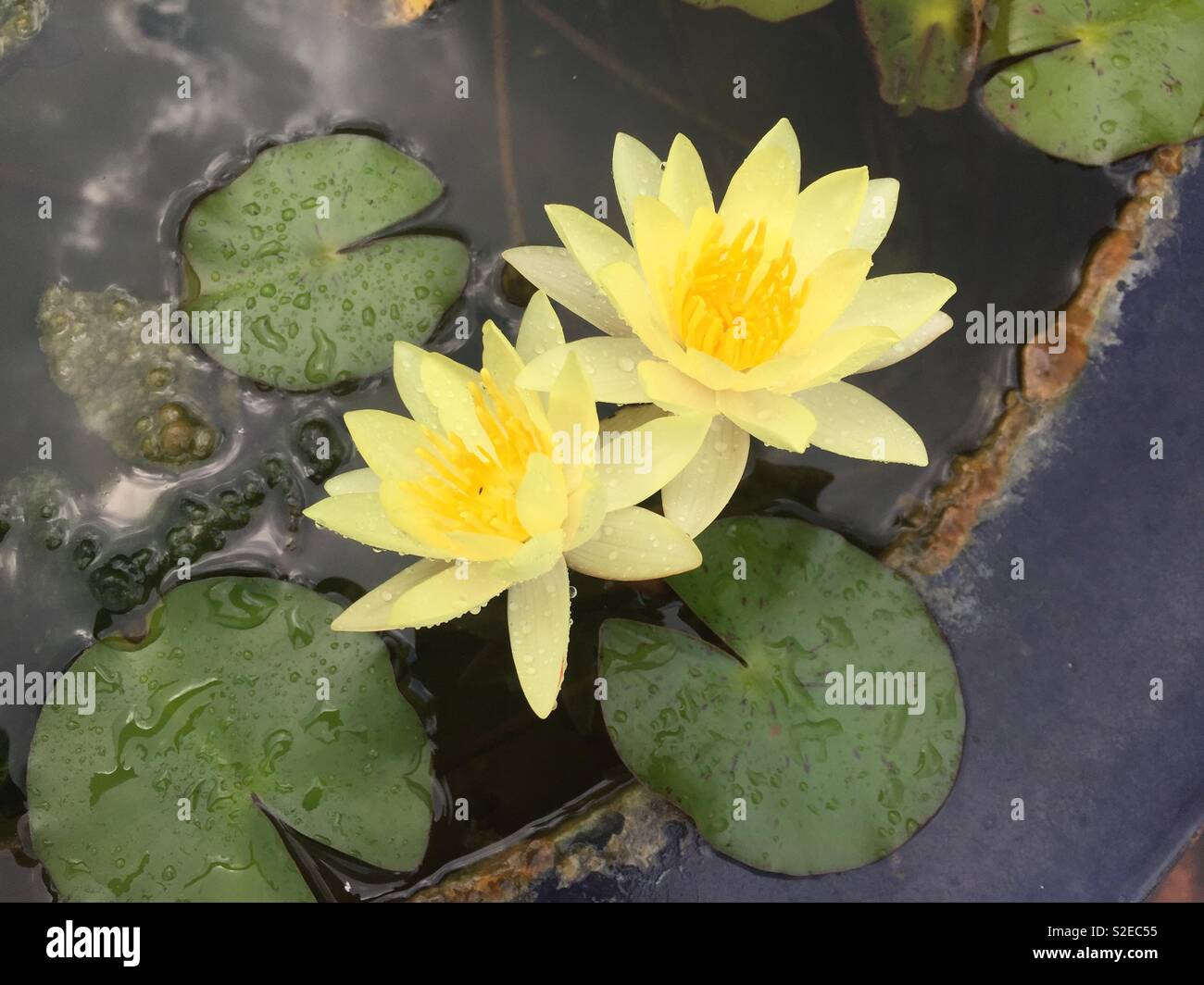 Yellow lotus flower Stock Photo - Alamy