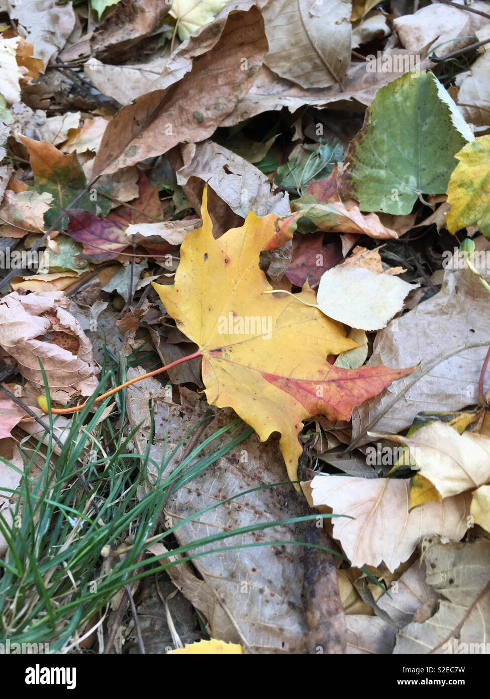 Falling leaves season ground hi-res stock photography and images - Alamy
