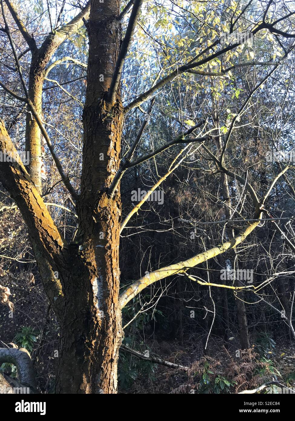 Tree bark in the sun hi-res stock photography and images - Alamy