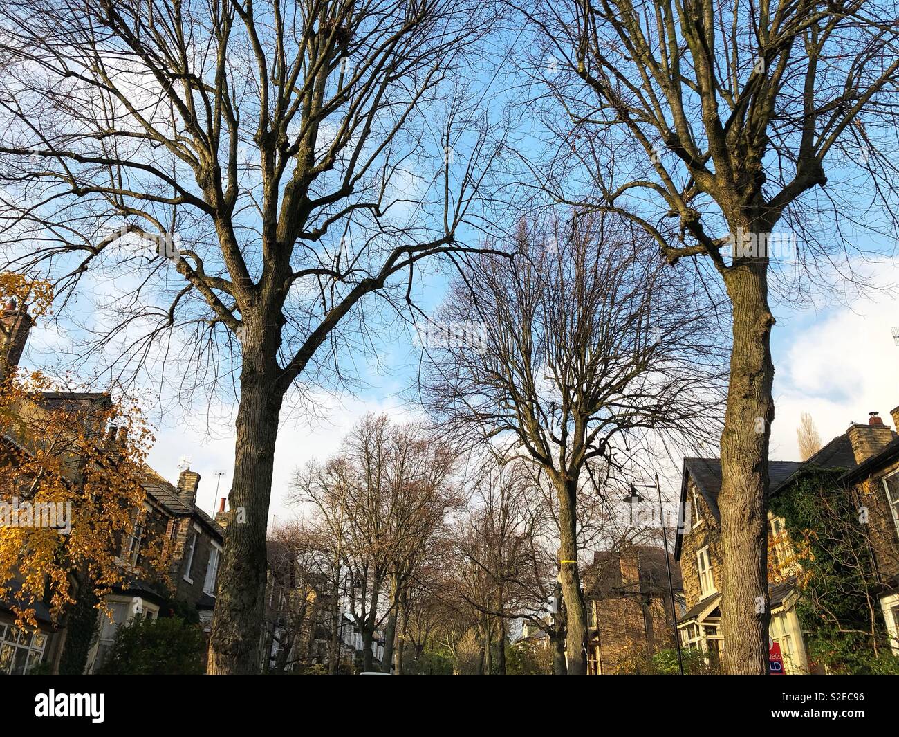 Sheffield Street Trees in Winter Stock Photo - Alamy