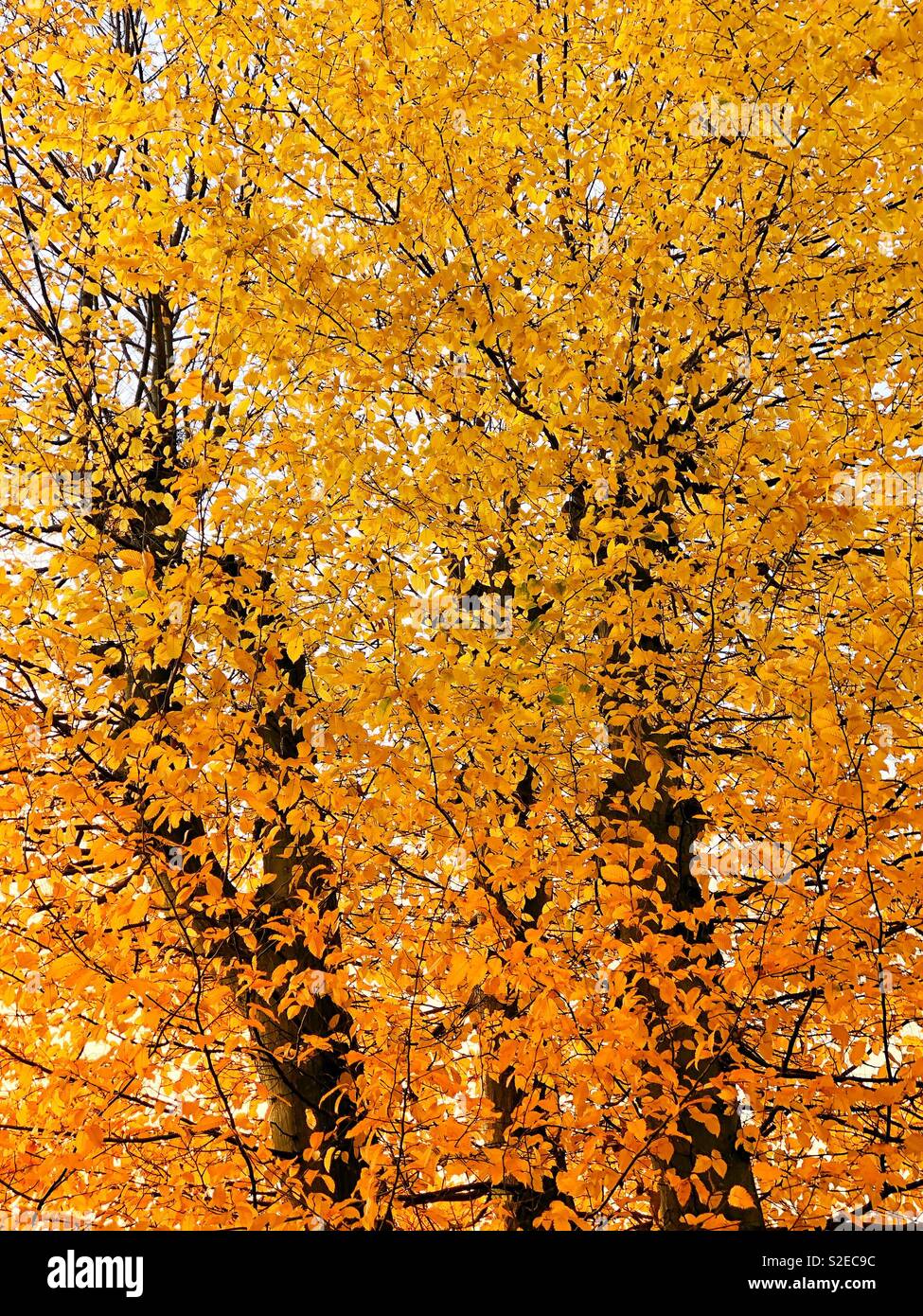 Yellow tree autumn hi-res stock photography and images - Alamy