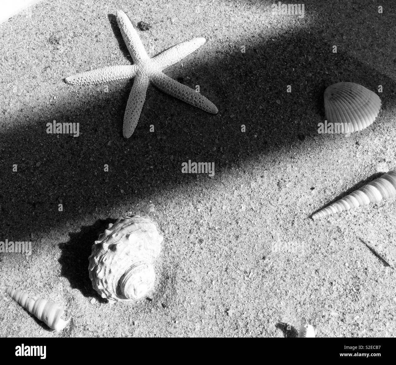 Starfish Black and White Stock Photos & Images - Alamy