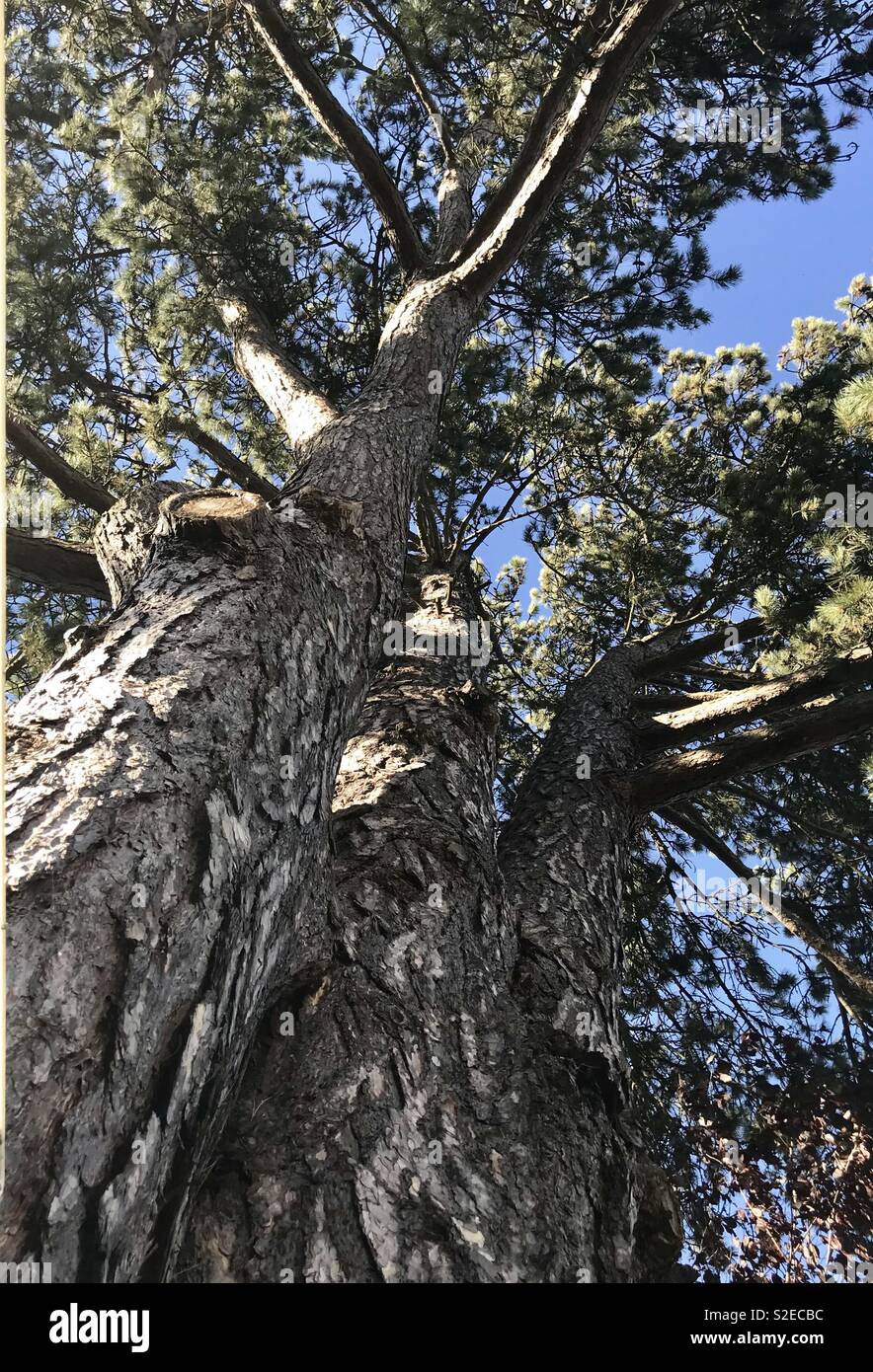 Cone tree hi-res stock photography and images - Alamy