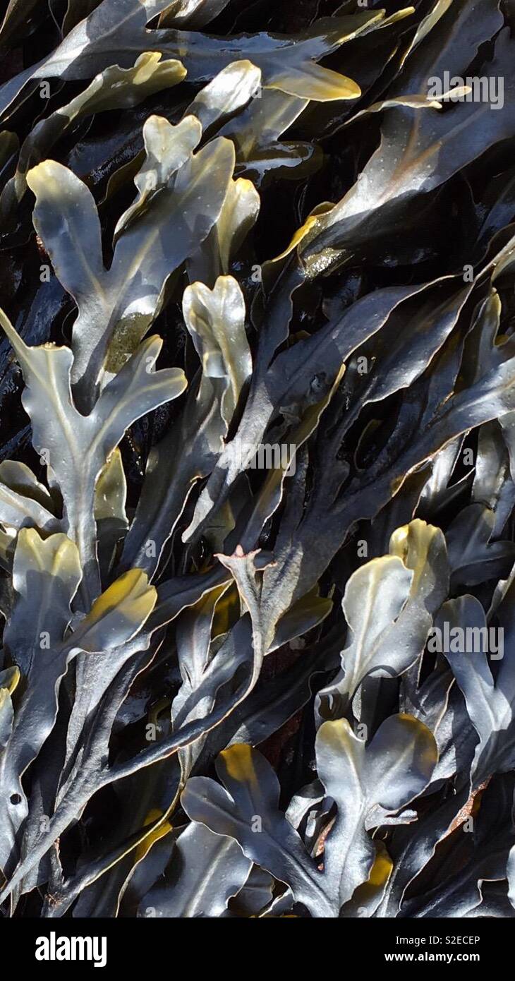Close-up photo of seaweed Stock Photo - Alamy