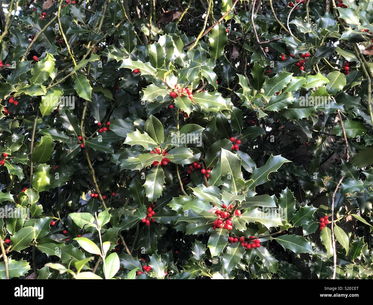Holly in sunlight hi-res stock photography and images - Alamy