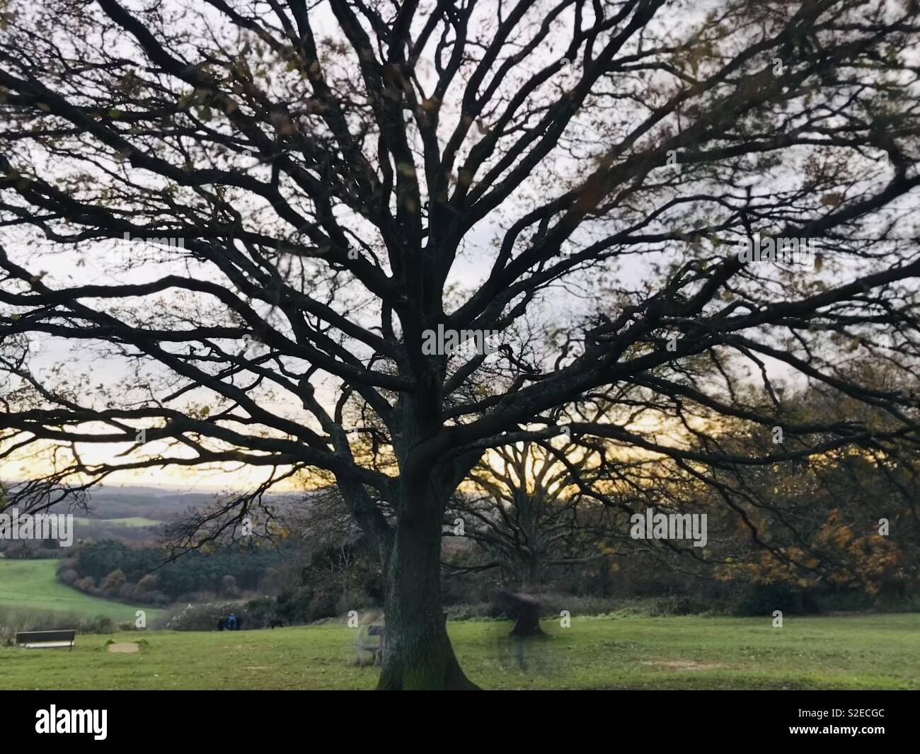 Newlands corner tree hi-res stock photography and images - Alamy