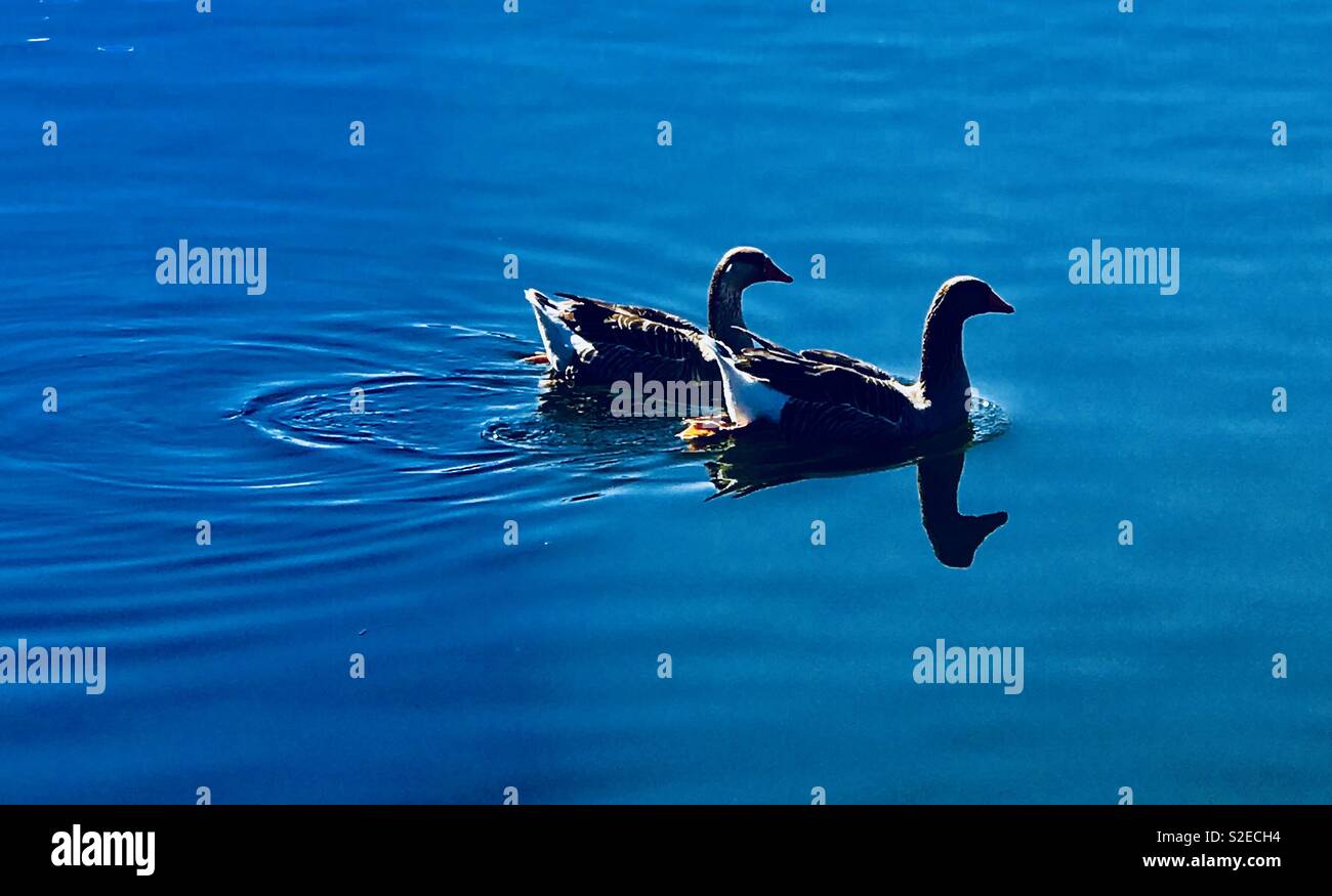 Floating geese hi-res stock photography and images - Alamy