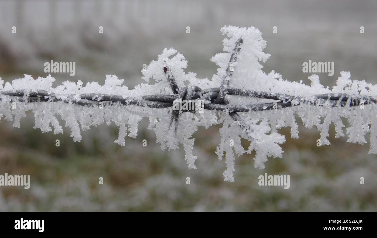 Frozen barb wire Stock Photo - Alamy