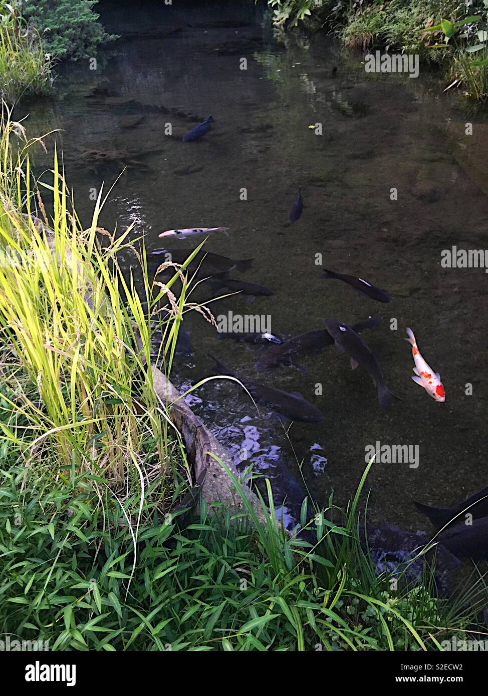 Chofu hi-res stock photography and images - Alamy