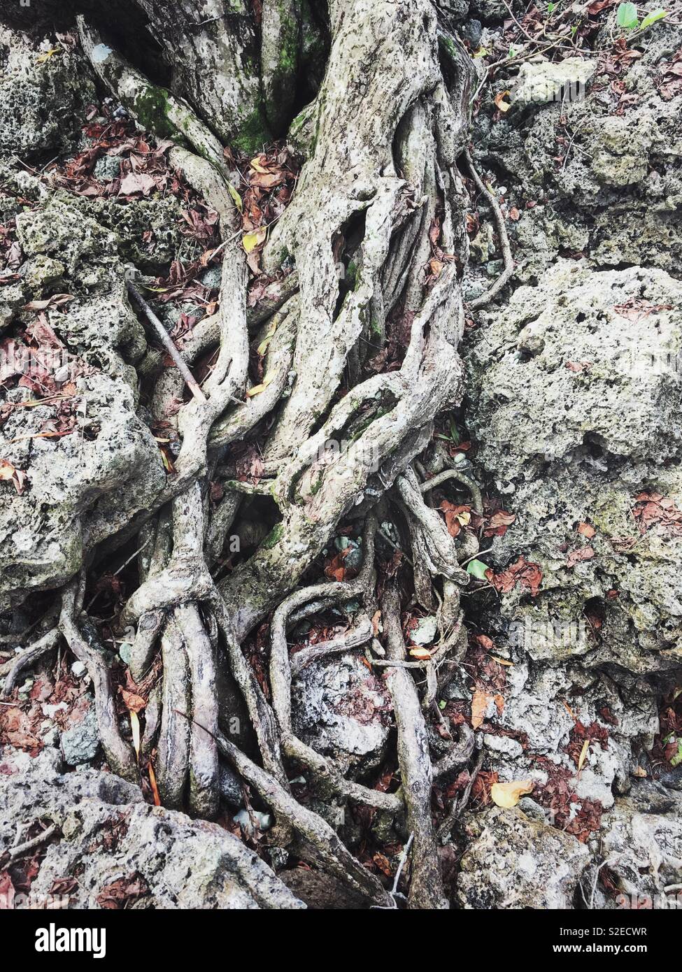 Tropical forest. Roots of a tree over a rocks Stock Photo - Alamy