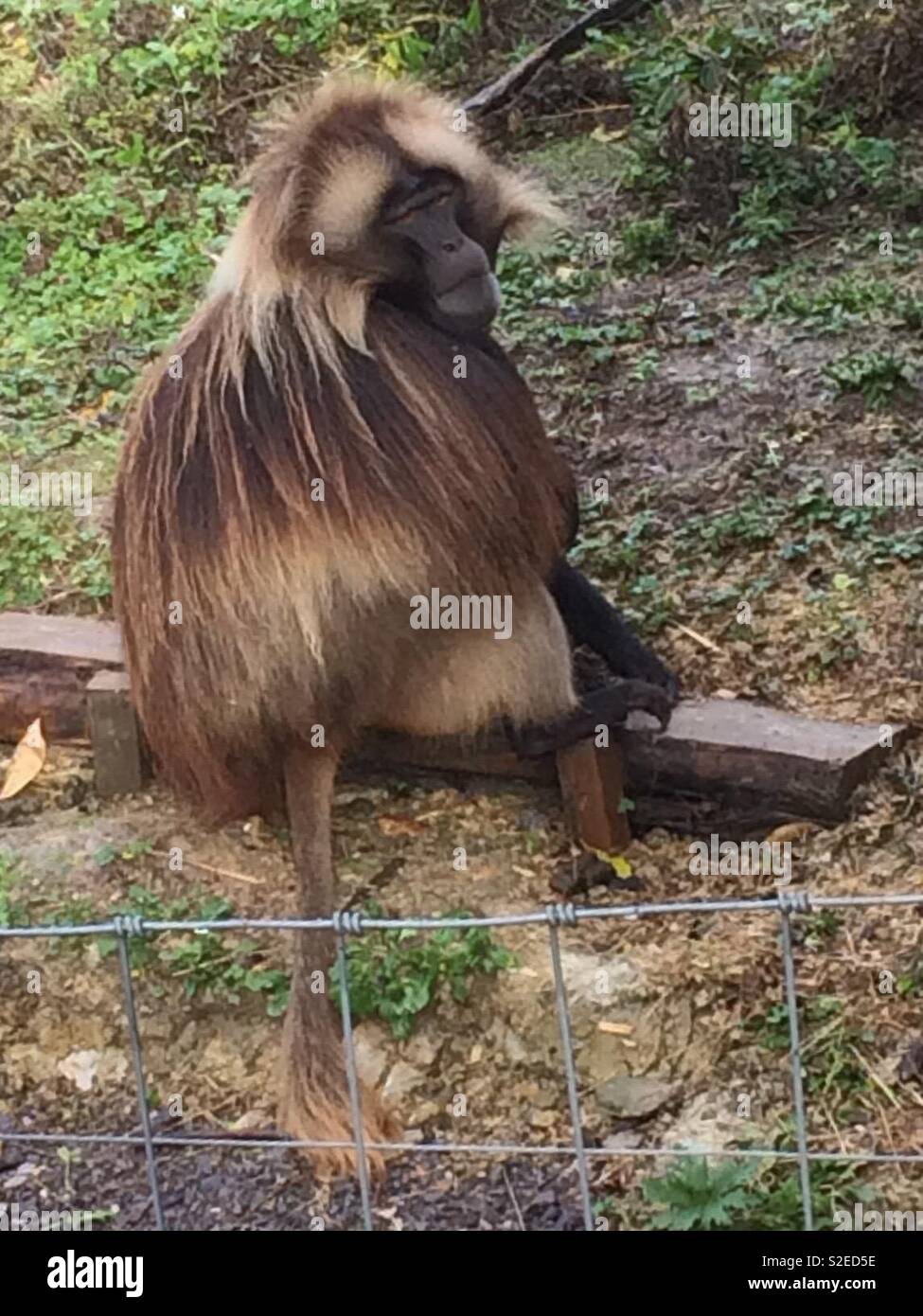 Grazing gelada hi-res stock photography and images - Alamy