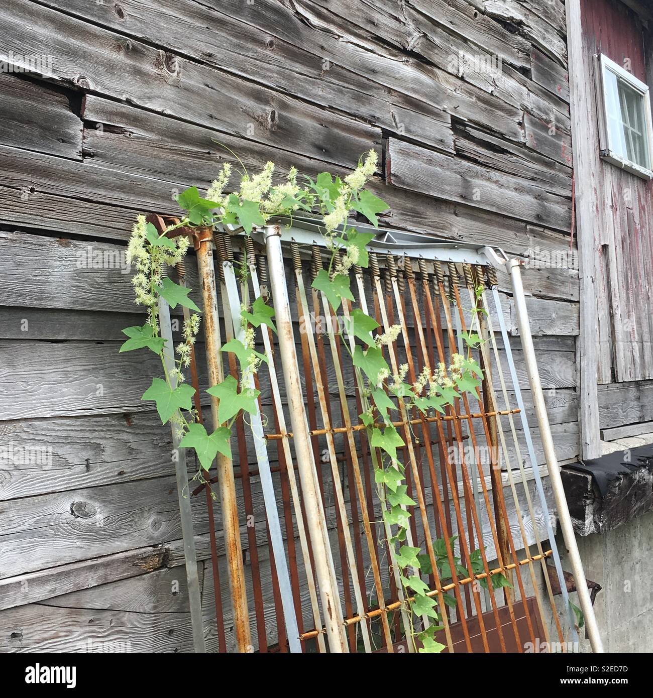 Weathered side boards, metal frames with leafy vine growing up and ...