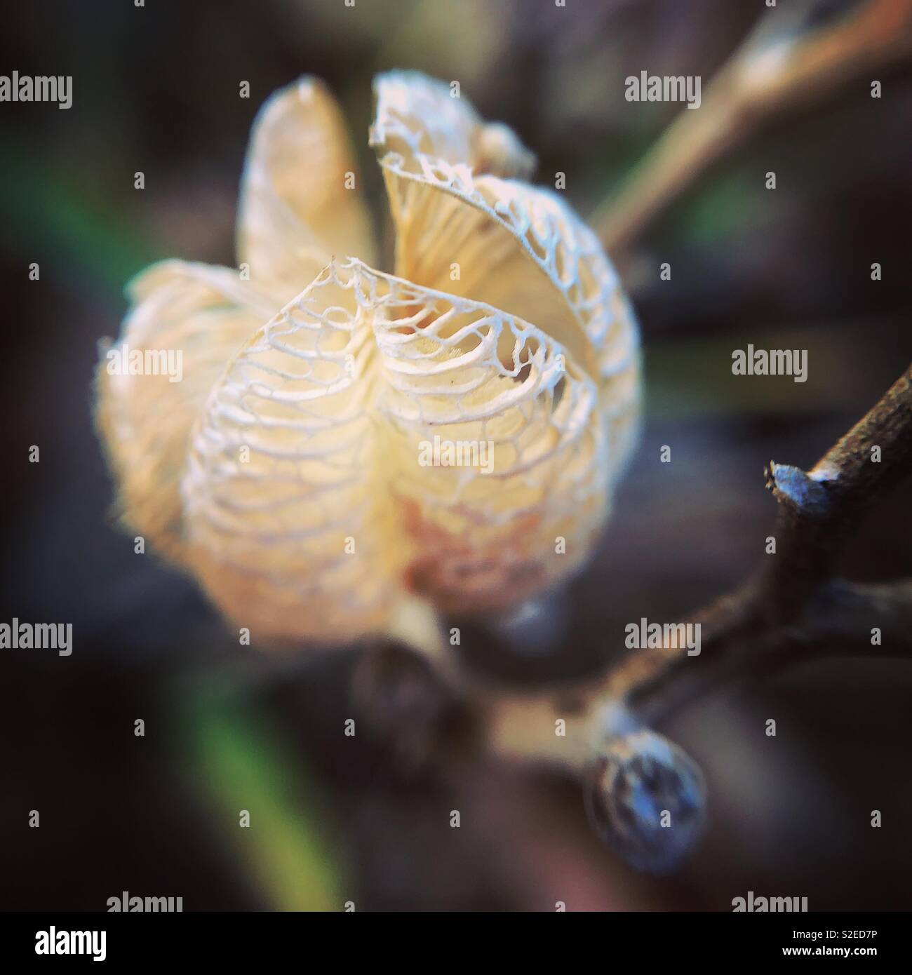 Flower at the end of its lifecycle Stock Photo - Alamy